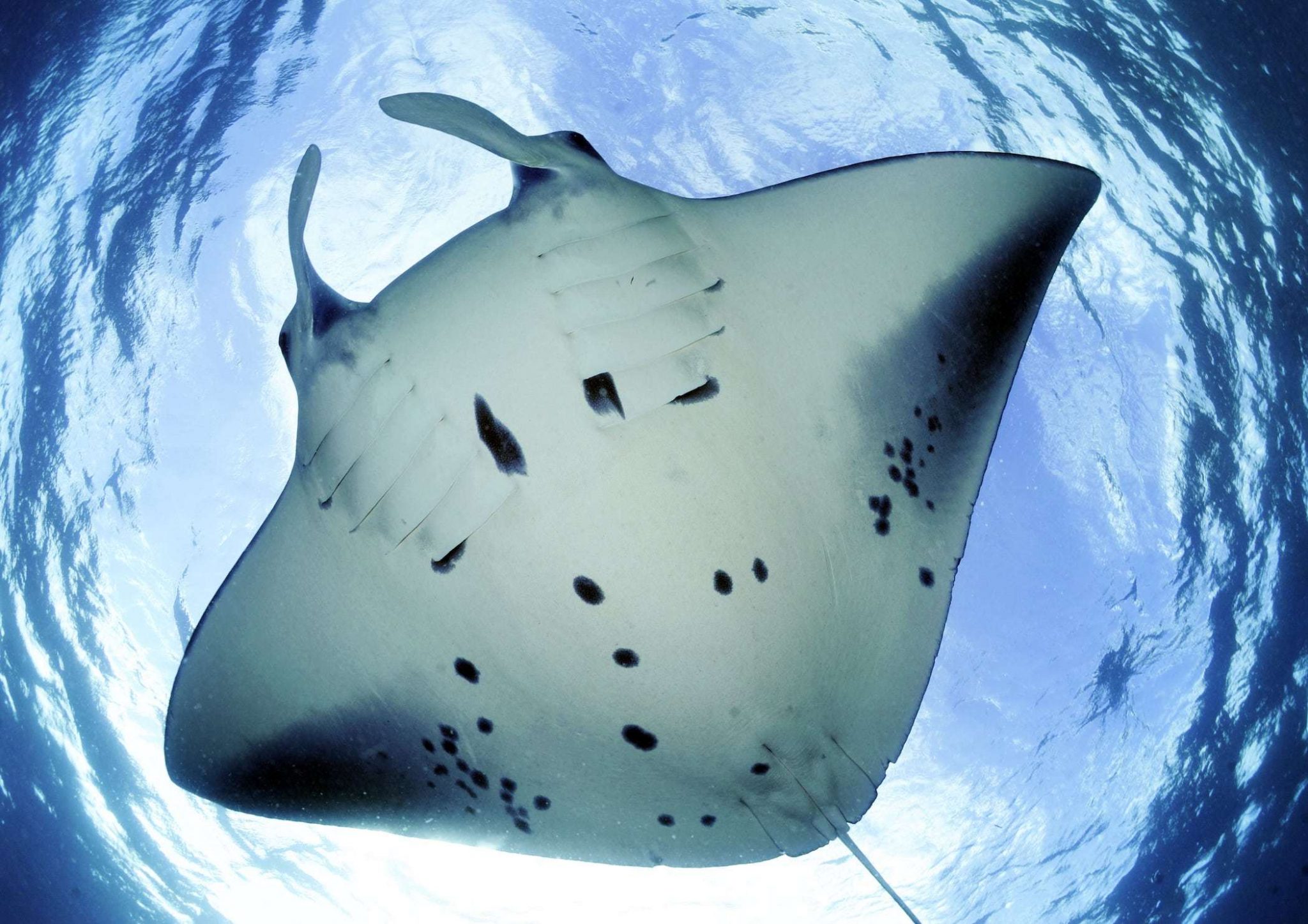 A Manta Conservation Charity Combating Climate Change A Manta Conservation Charity Combating Climate Change